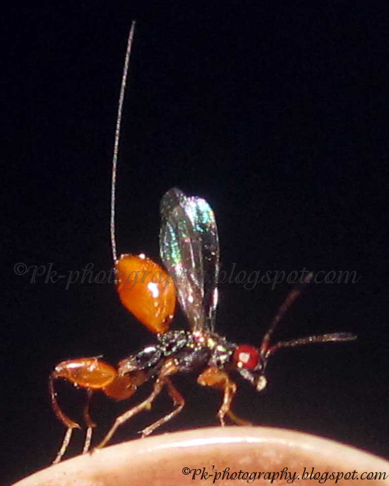 Mantis Parasitic Wasp | Nature, Cultural, and Travel Photography Blog