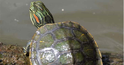Biomimicry Selangor: The journey of a turtle: Turtle's Anatomy - Shell