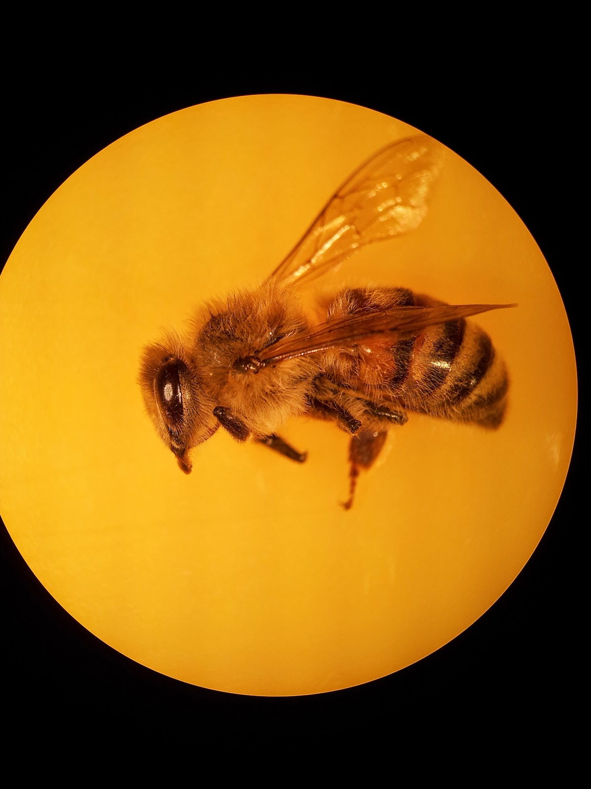 The Bee Vlog: Honey Bee Dissection - Bee Vlog - Apr 4, 2015