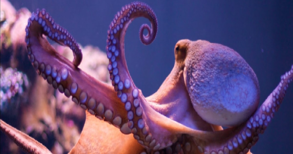 Scientific curiosities