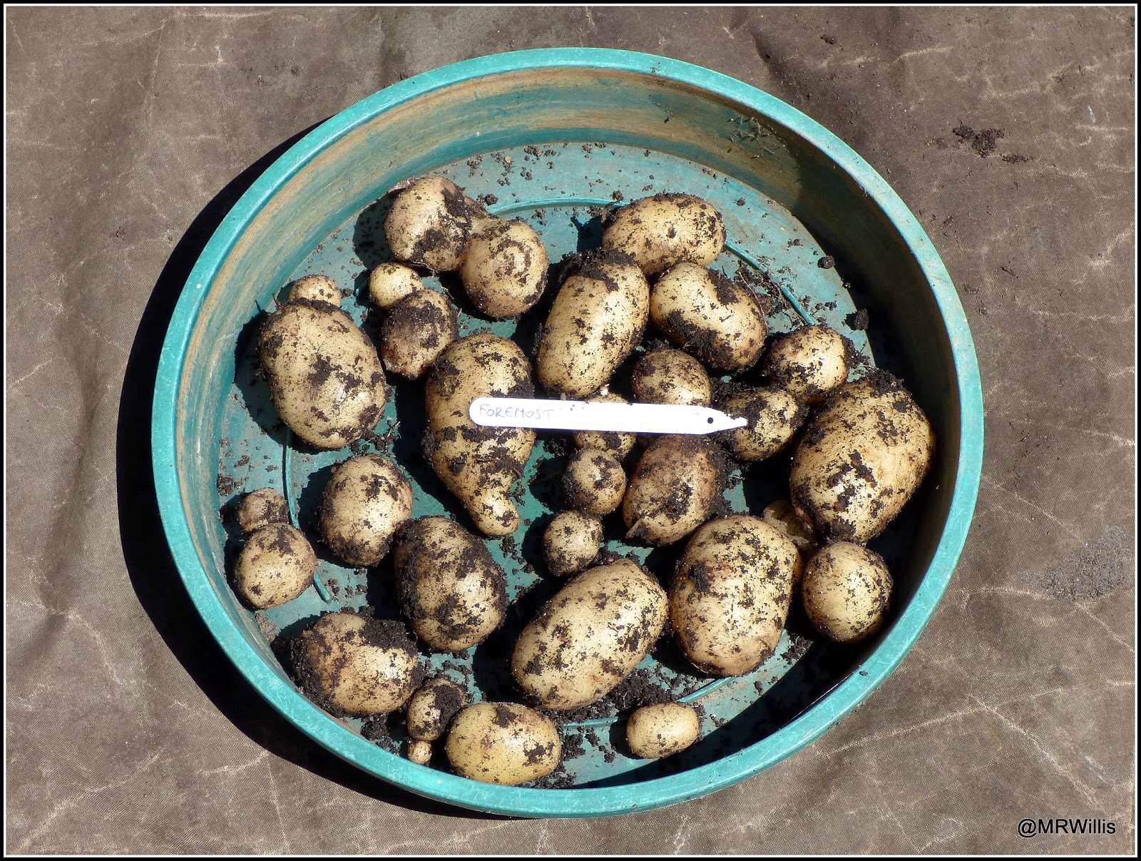Mark's Veg Plot: First Early potato "Foremost"