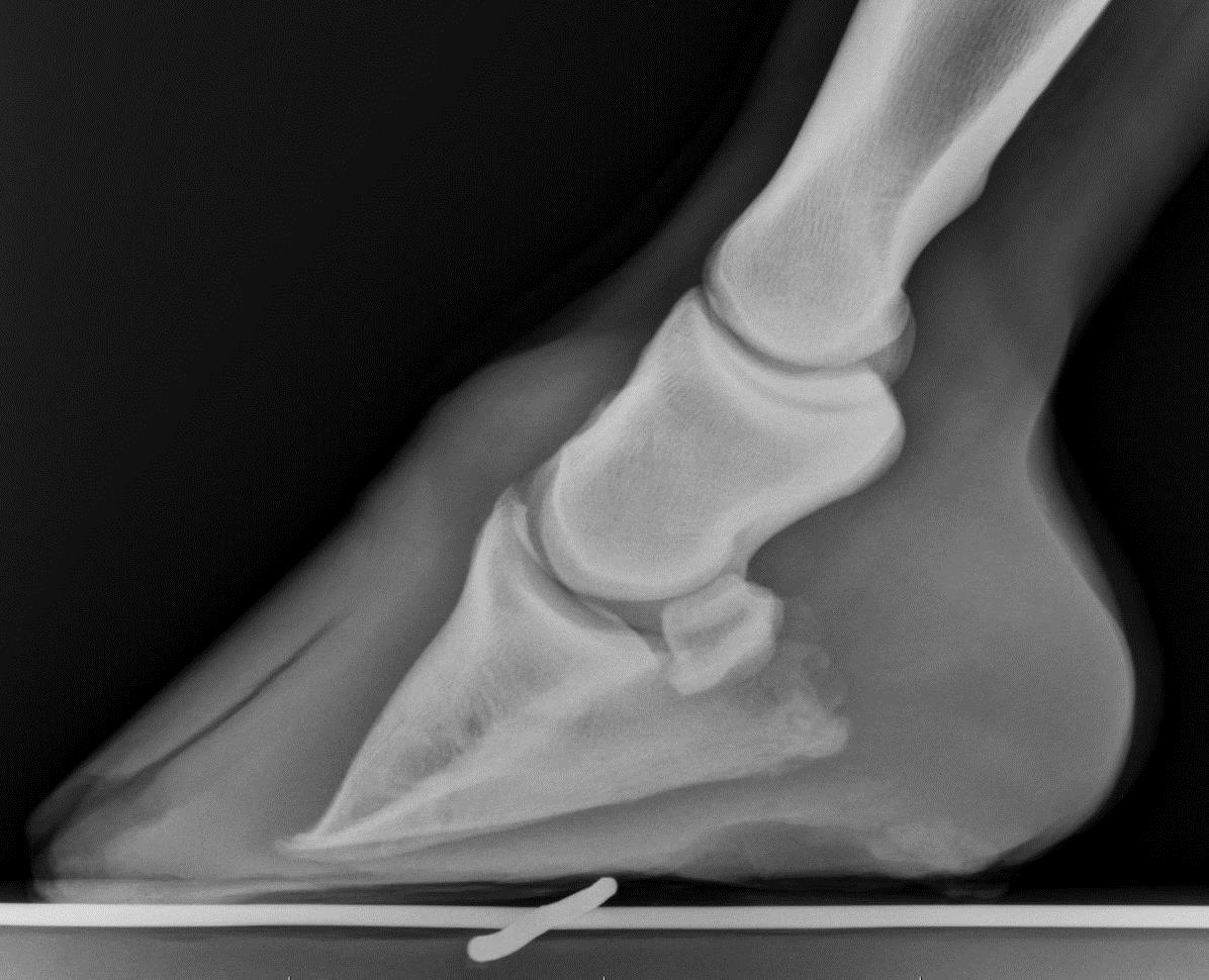 Michael Porter, Equine Veterinarian: White Line Disease and Laminitis ...