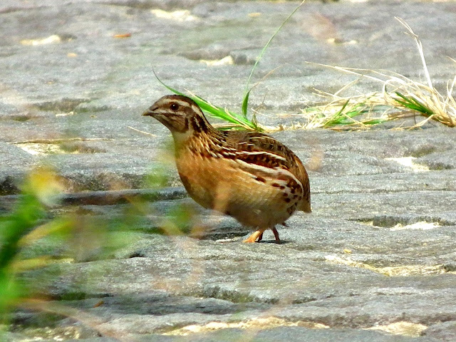 Bird Watching in Taiwan: Japanese Quail, 11/2/2012