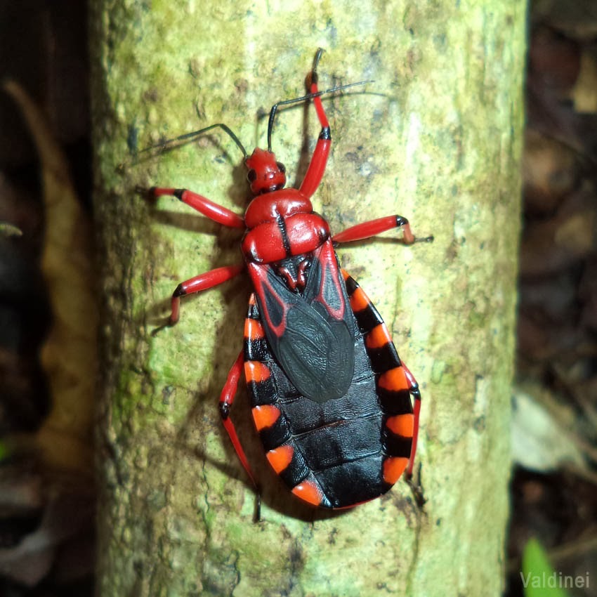Insetologia - Identificação de insetos: Percevejo Assassino de Embuás ...