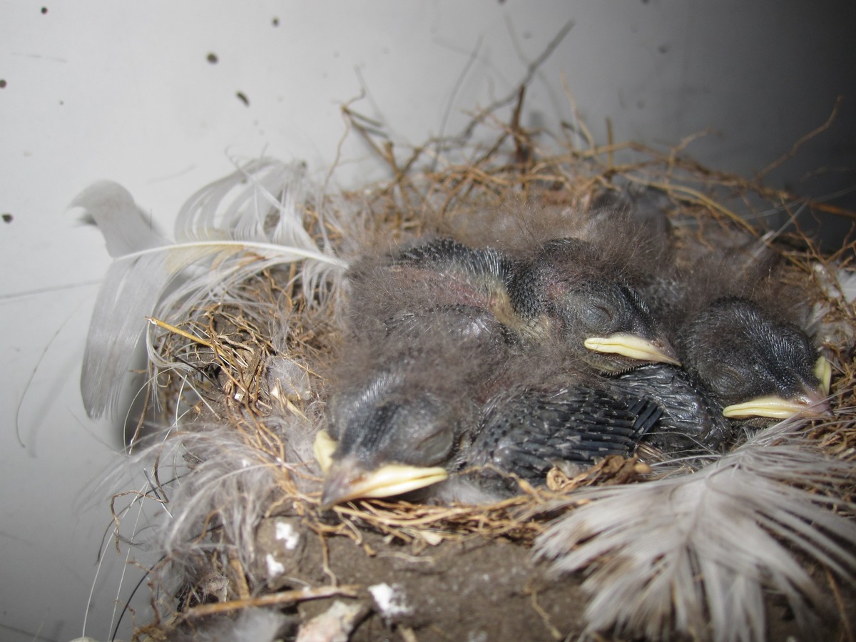 Ingeborg´s Haveblog: Svalen kommer med sol og sommer...