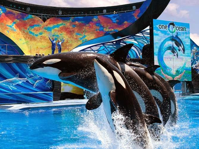 Conheça a baleia orca mais famosa do mundo! | Conexão Disney