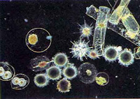 What is plankton? | Facts About All