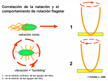 Microbiología UMH: Flagelos y Quimiotaxis