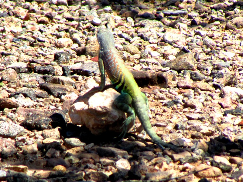 Lizards at Elephant Butte - Animal House Shelter