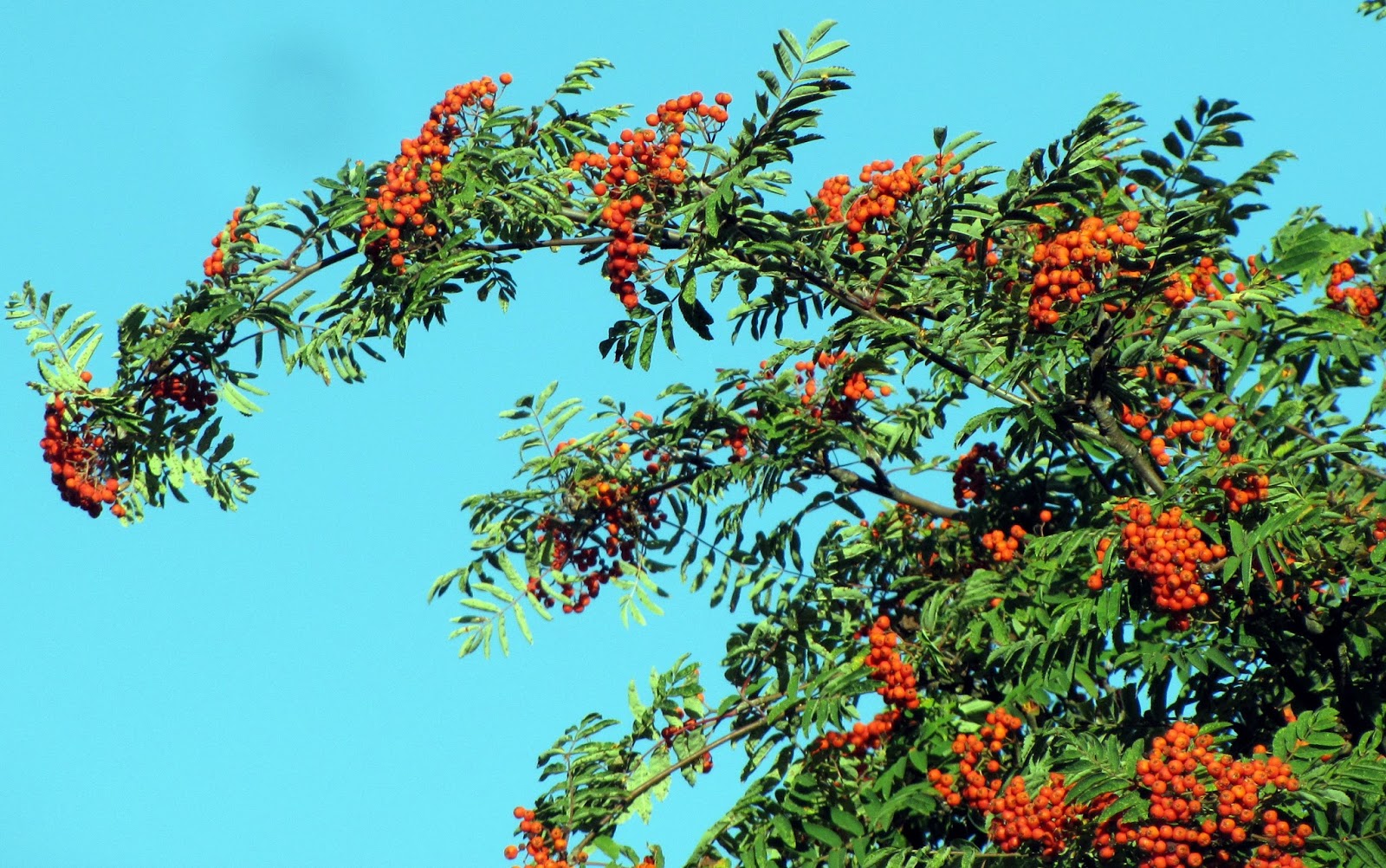 Picha moja kwa siku moja: Pihlaja