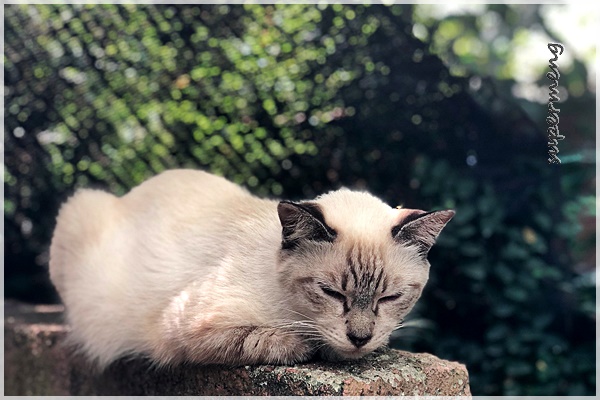 SUPERMENG MALAYA: WATIE CORNER, Nilai NS