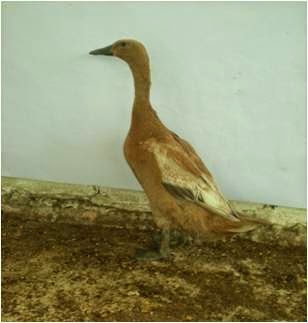 Jenis Itik Asli Indonesia – Itik Pegagan - Kumpulan Artikel Peternakan ...