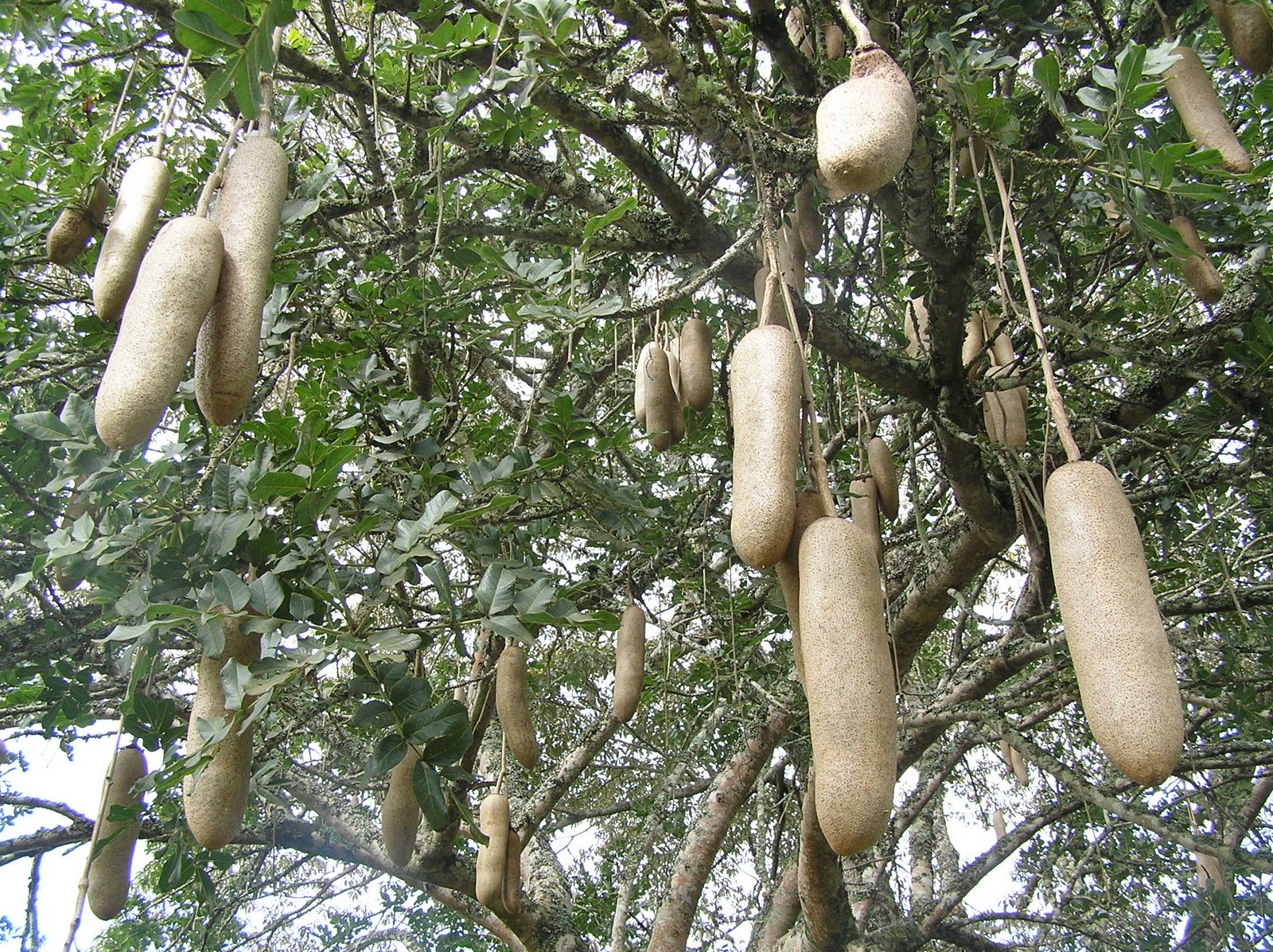 Rwanda on the Wing: Bringing the sausage tree to Agahozo