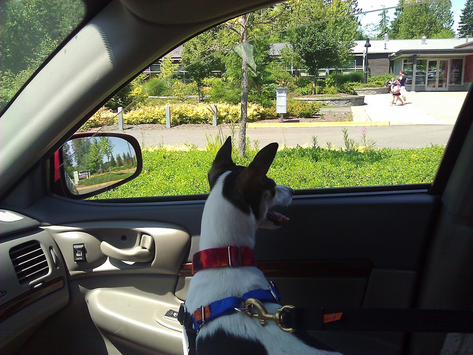 Merry Paws - Training and Fostering: Car safety - Part One