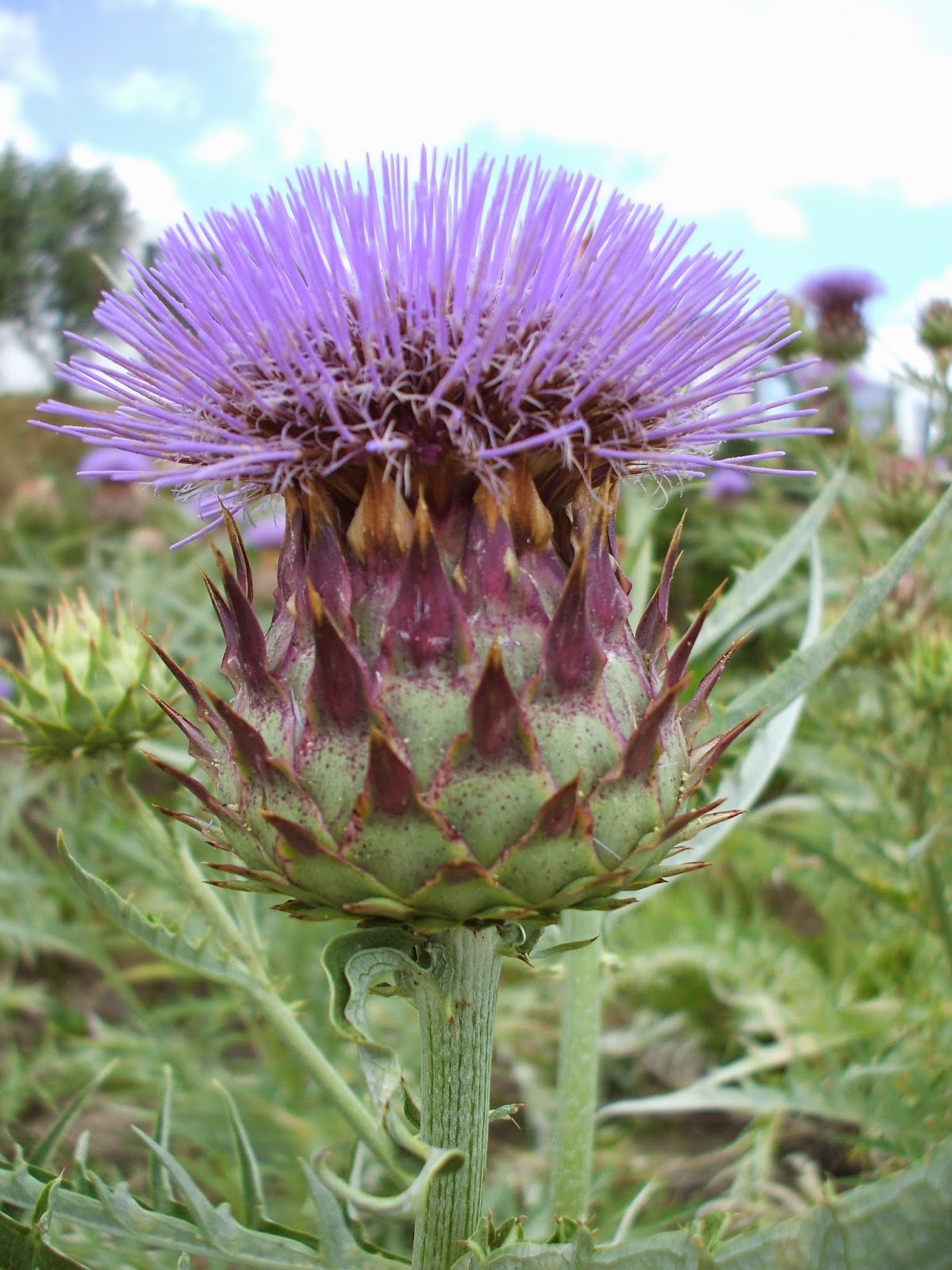 BIOGERE: Criação de um jardim temático alusivo ao Cardo e ao Queijo ...