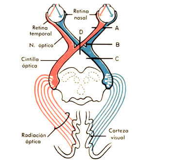 Neuroanatomía : VÍA VISUAL