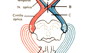 Neuroanatomía : VÍA VISUAL