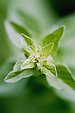 Les petites et grandes gourmandises de Zem.: L'Origan : Une herbe d'été ...