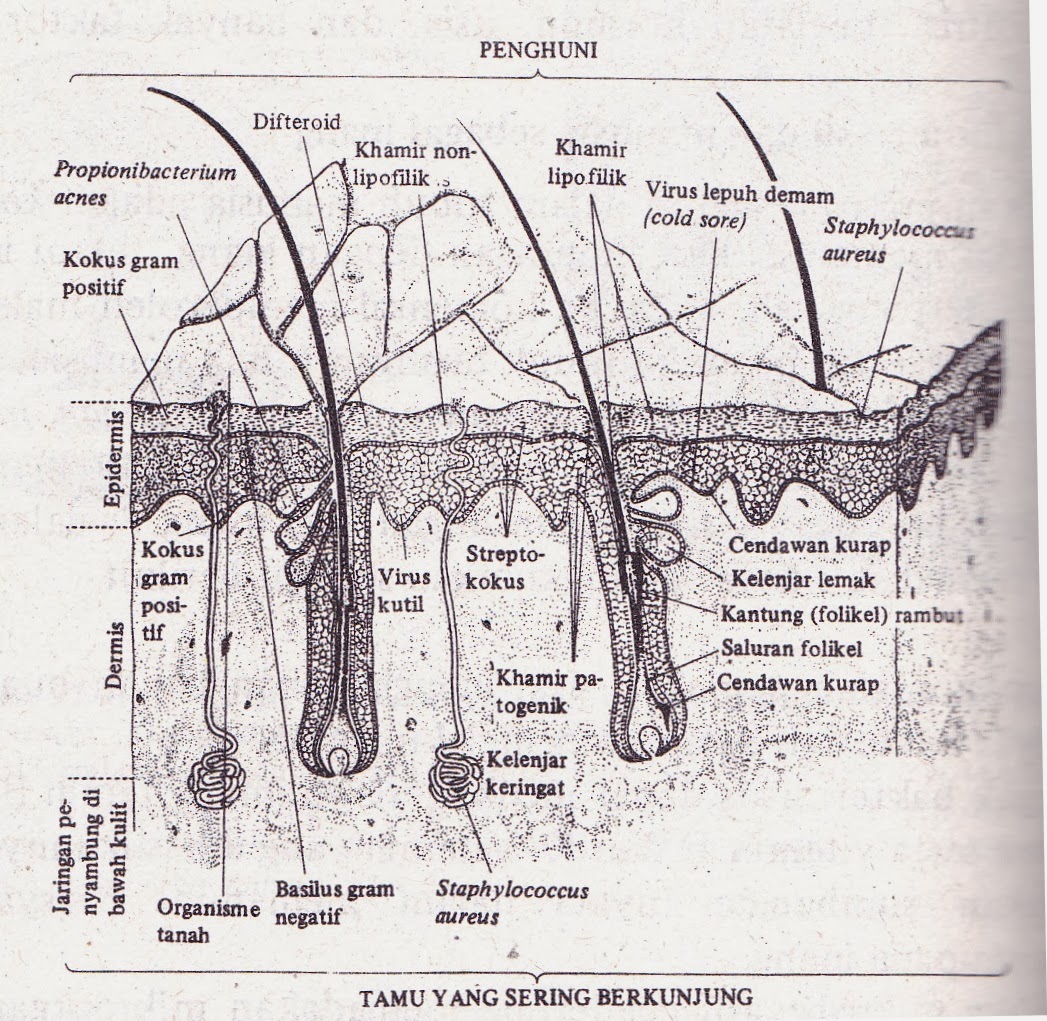 Nadiana Rafika Putri: Praktikum Mikrobiologi Terapan (Flora Normal ...