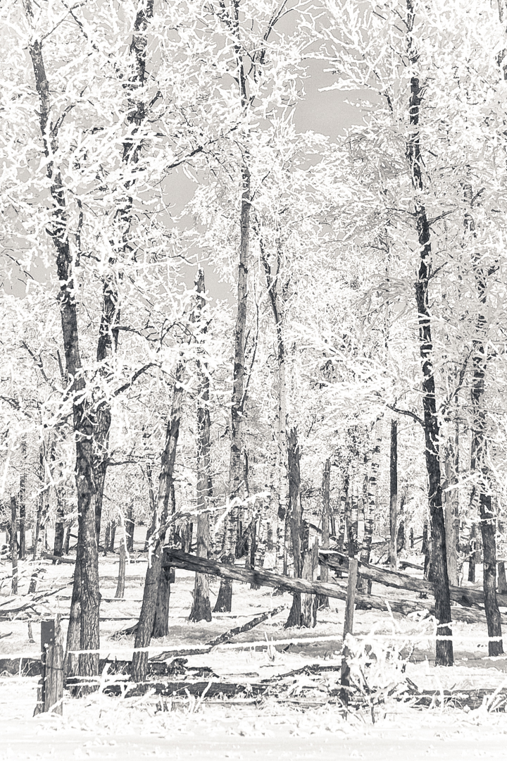 Carla Dyck Photography: Frosted Forest