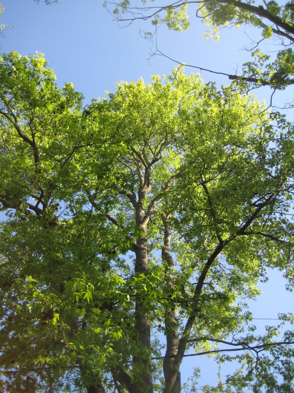 Living on a Finite Planet: Tree Problem 8: Sweet Gum with double leader