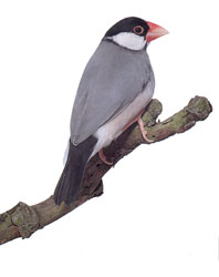 Exotic-utopia: Pardais de java