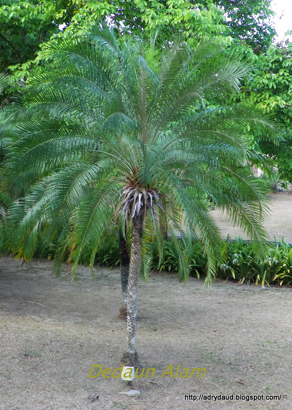 Dedaun Alam: Phoenix Roebelenii