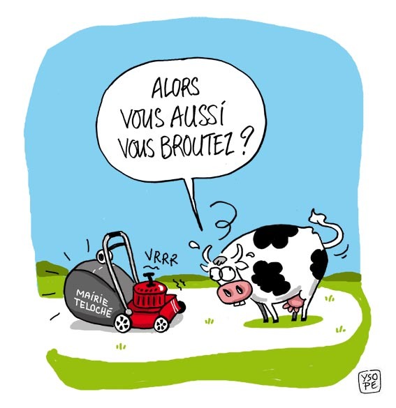 VACHES SACREES: HUMOUR