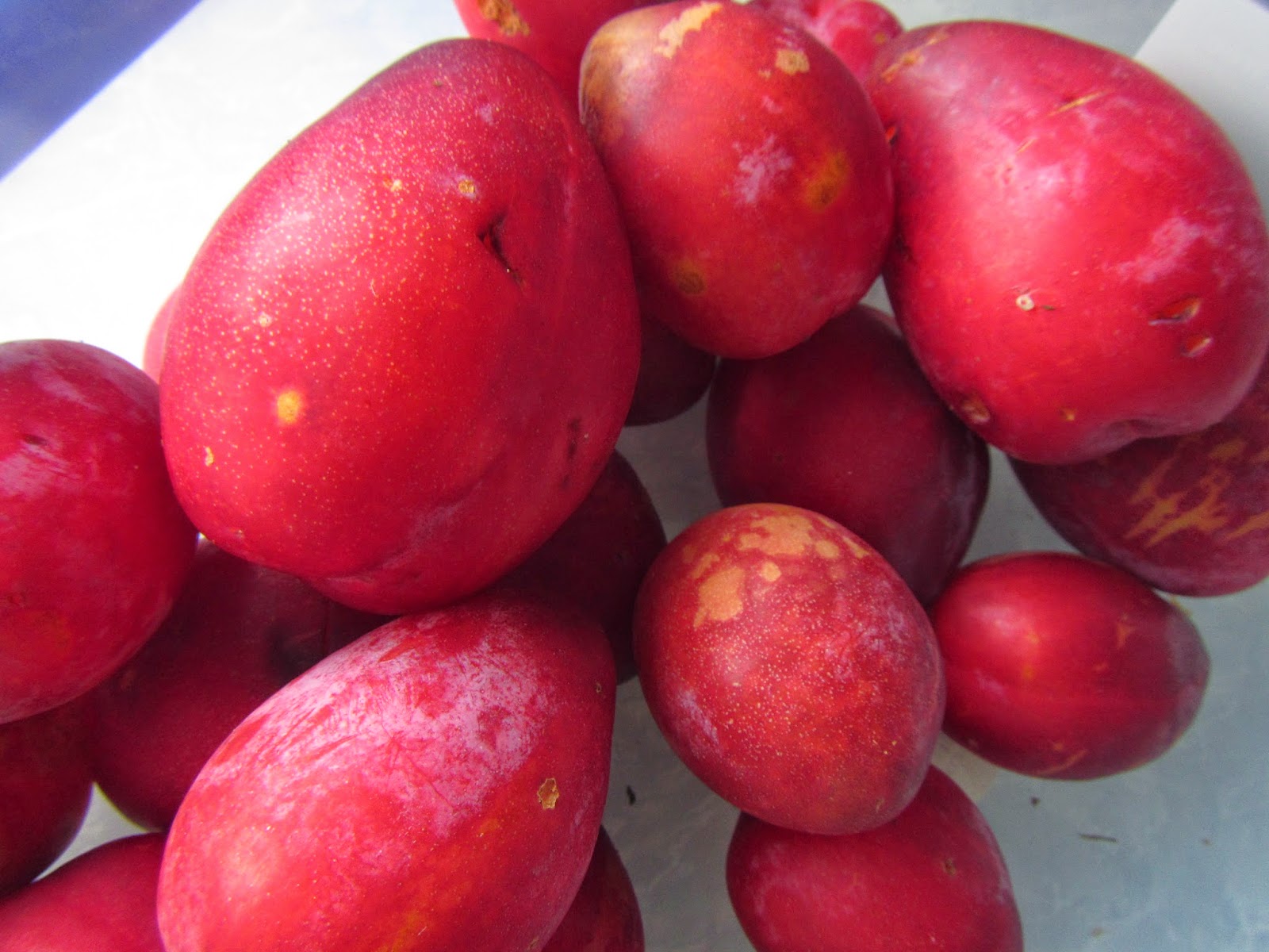 cabbage tree farm: Bottling plums