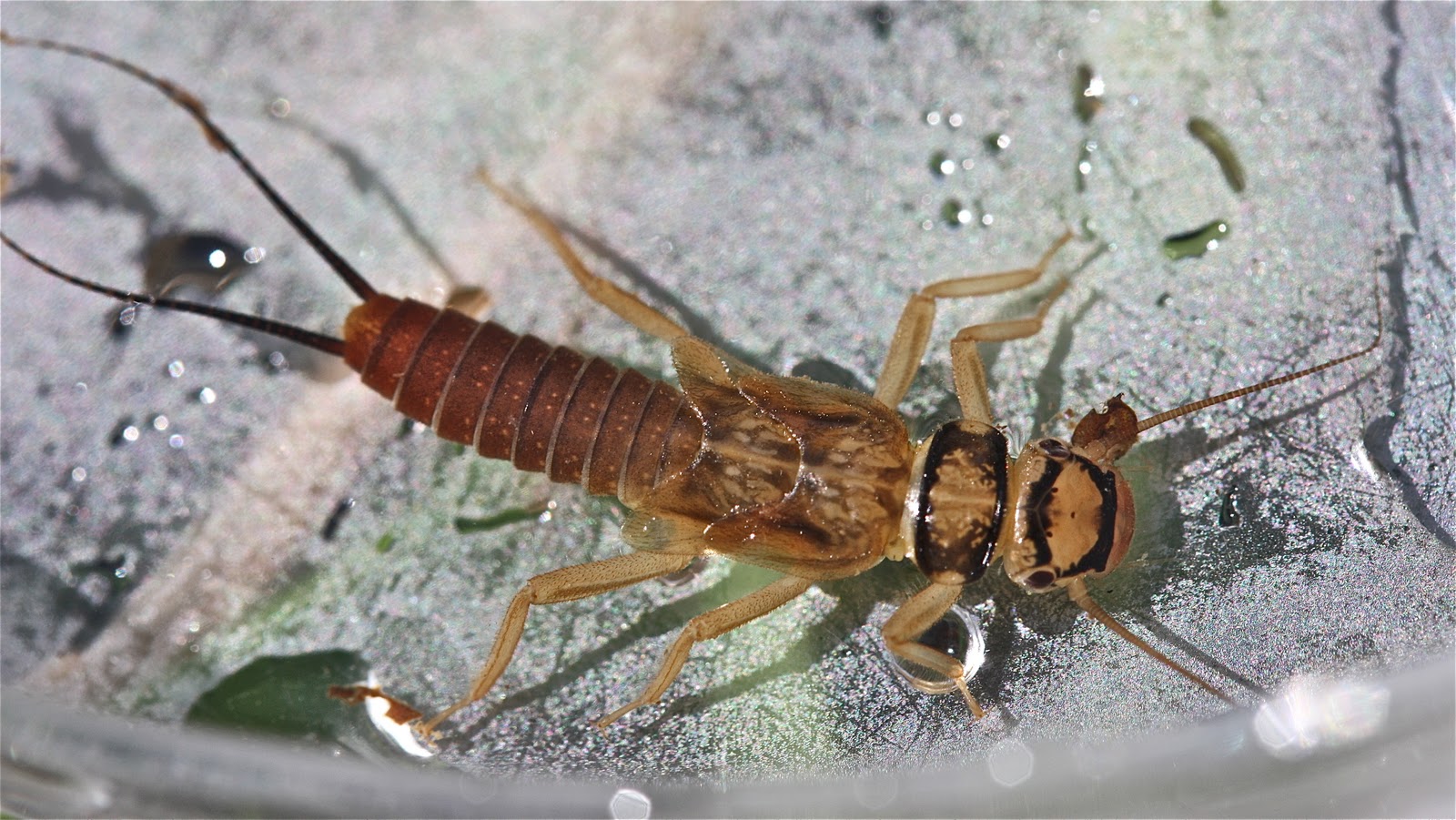 Aquatic Insects of Central Virginia: Perlodid Stoneflies: Genera in ...