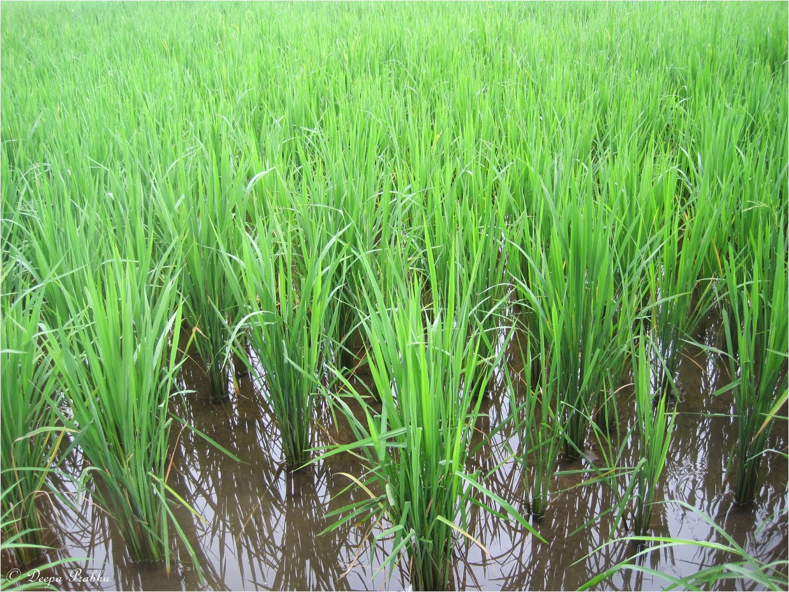 Rice Crop - Random Photography