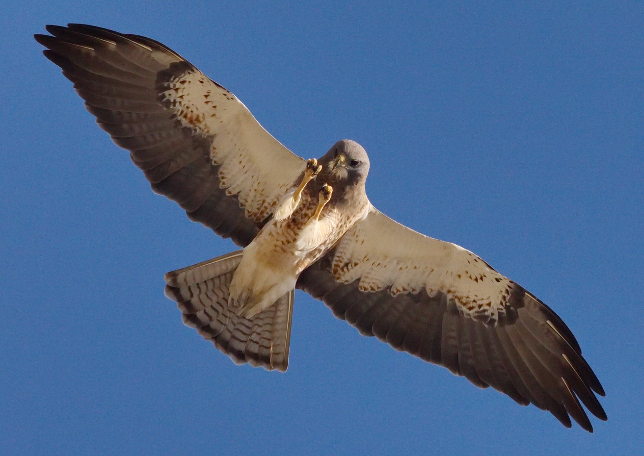 Borrego Valley Hawkwatch: They Just Keep Coming-Over 400 Migrant ...