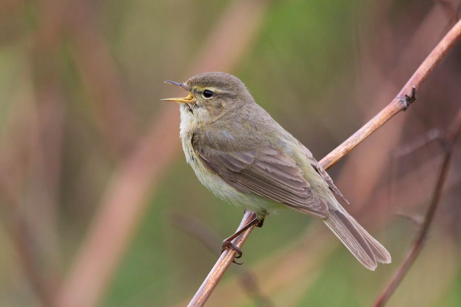 Wild Life: Chiffchaff