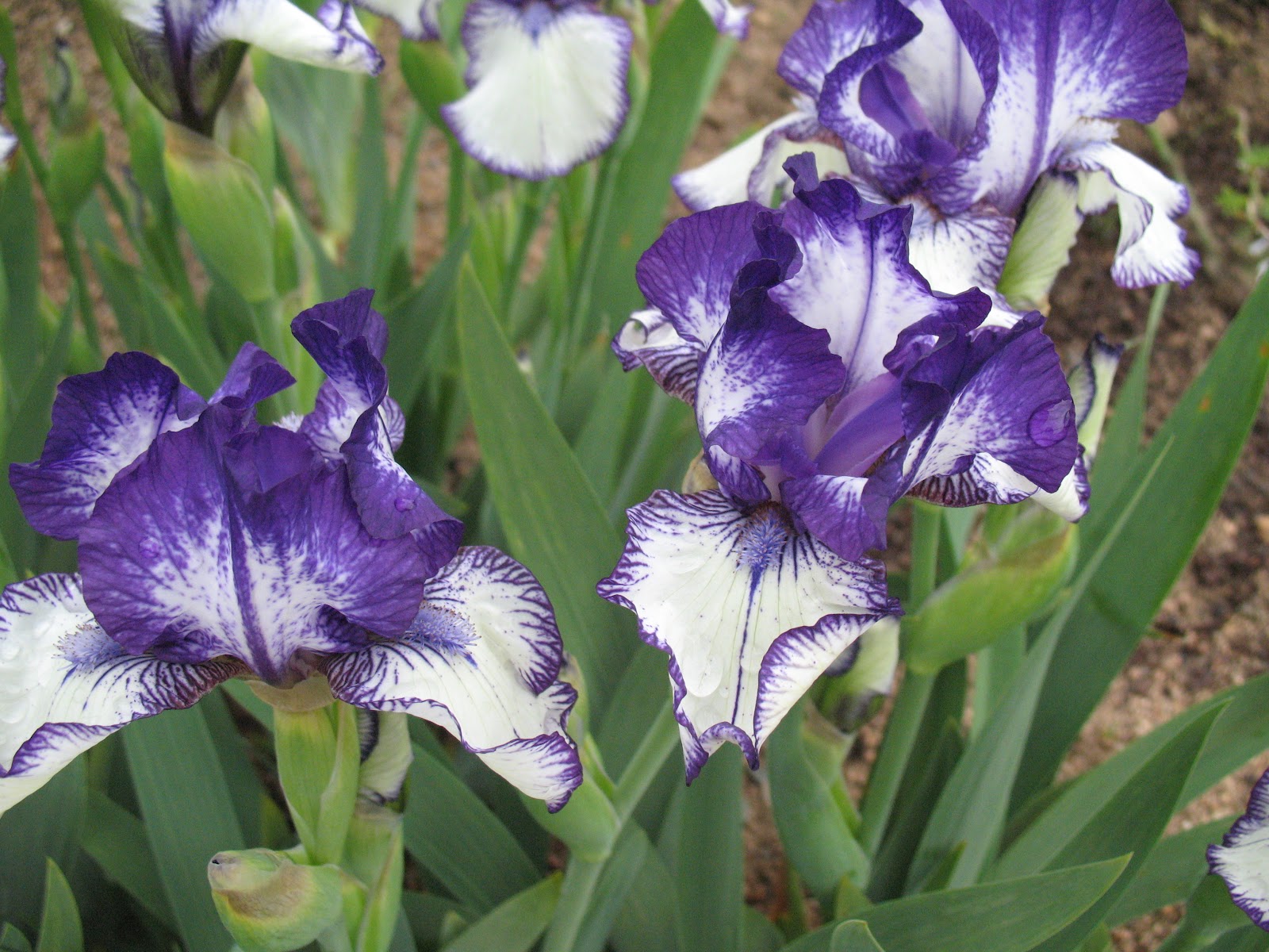 Roses du jardin Chêneland: Iris "Rare Edition"
