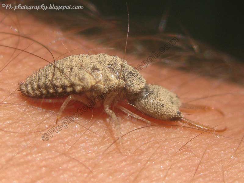Antlion Larva-Doodlebug | Nature, Cultural, and Travel Photography Blog
