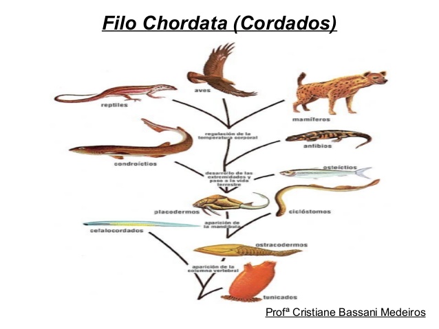 Cordados