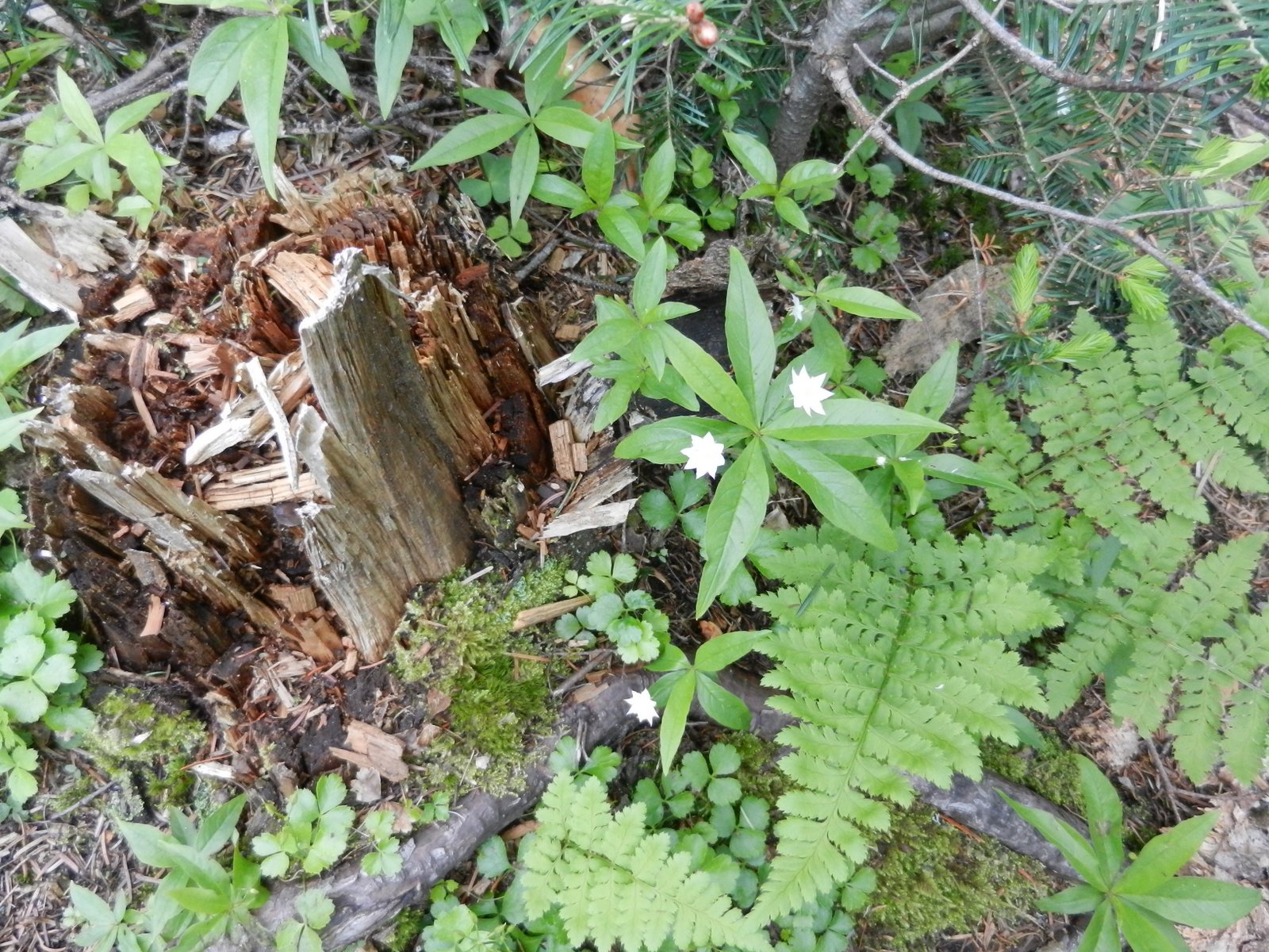 Off on Adventure: Cliff Mountain and Mount Redfield - 6/1/12