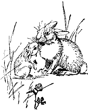 Ek en my huis.... ons sal die Here dien: Die storie van Hasie.
