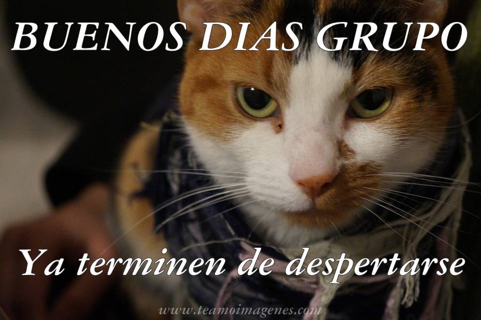 8 imágenes con frases de Buen Dia GRUPO - Imágenes de Amor, Gatitos ...