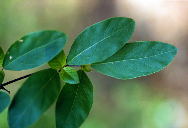 Papo Vives Sacerdote del Bosque: BOSQUE GUÁNICA PLANTAS GAMOPÉTALAS IV