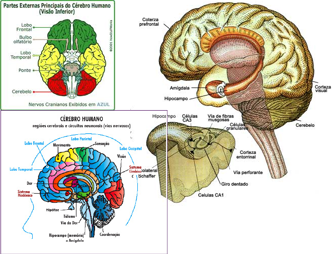 biologia: Córtex cerebral