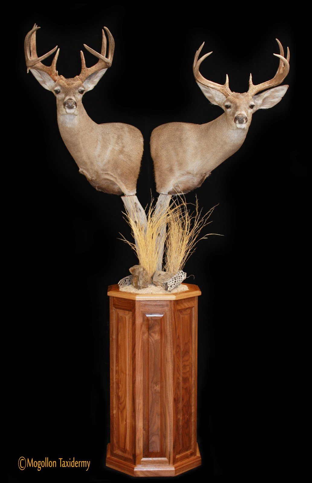 Antelope, Coues and Mule Deer - Mogollon Taxidermy - CouesWhitetail.com ...