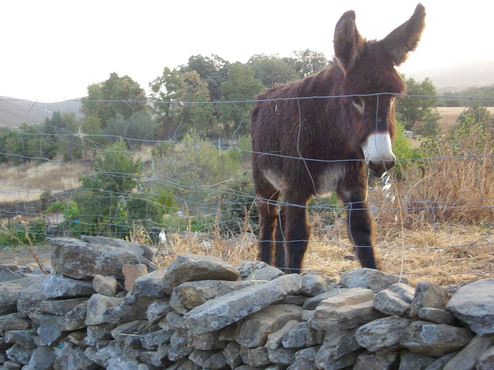 FOTOGRAFÍAS del SOL (ís): Coleccion de burros y otros animales domesticos