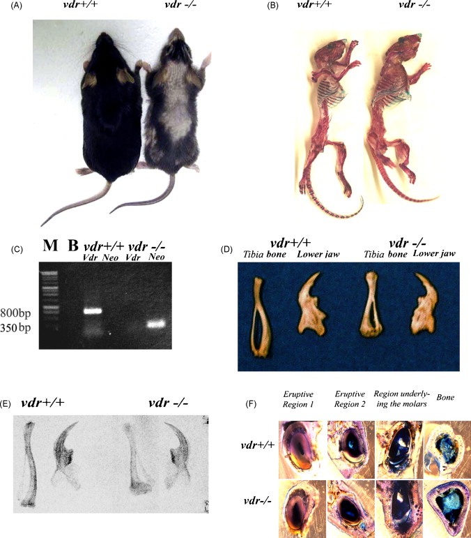 Multiple Sclerosis Research: Research: Vitamin D in Mice