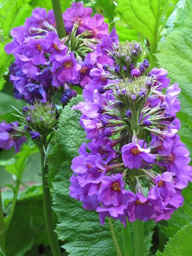 photographing New Zealand: purple flowers