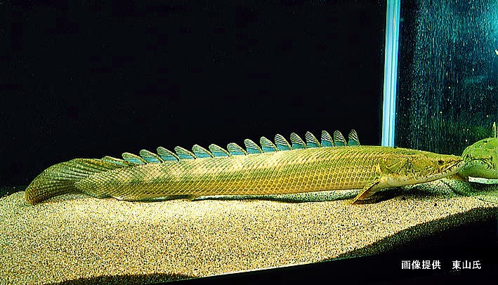 Ikan Palmas (Ikan Naga) - Akuarium Ikan Hias