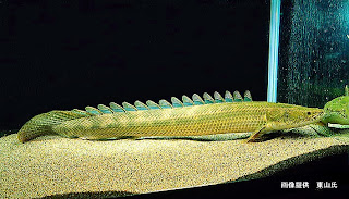 Ikan Palmas (Ikan Naga) - Akuarium Ikan Hias