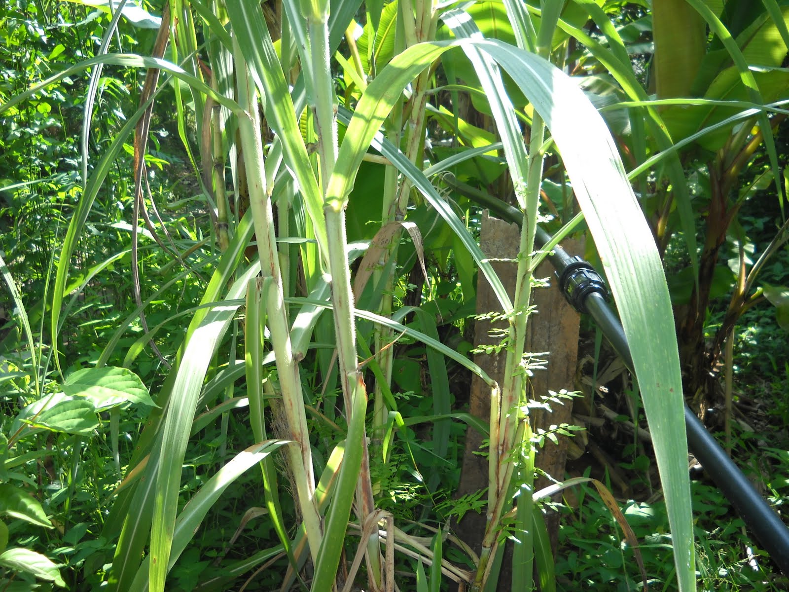 KENALI POKOK SAYANGI POKOK: TEBU TELUR