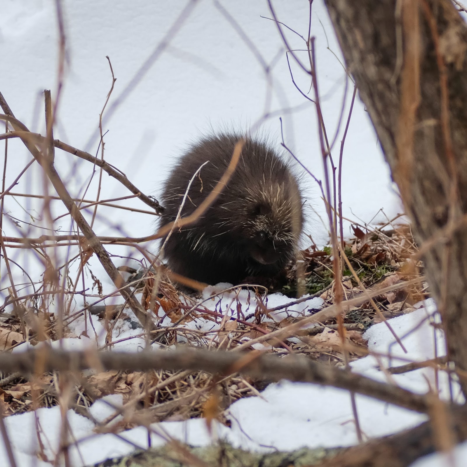 Local Flavor: Professor Quill