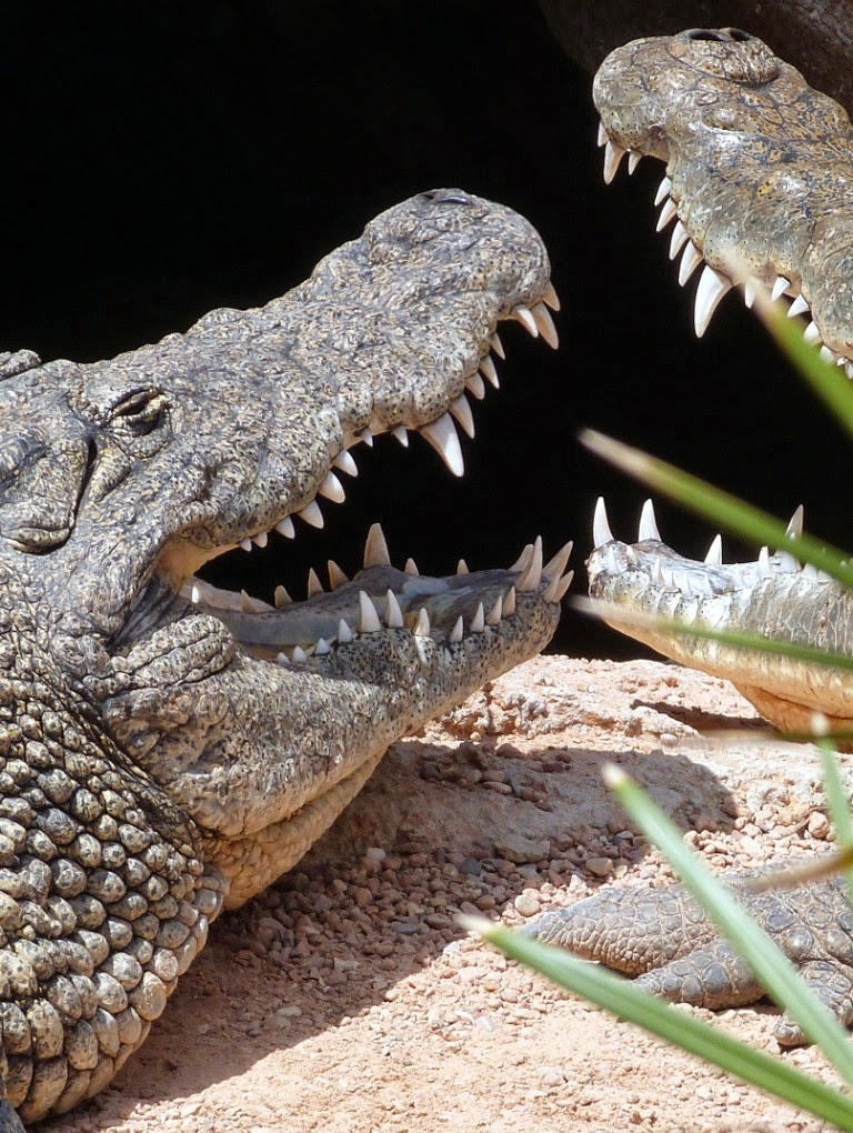 Taxonomía Chordata: Clase Reptilia Orden Crocodylia
